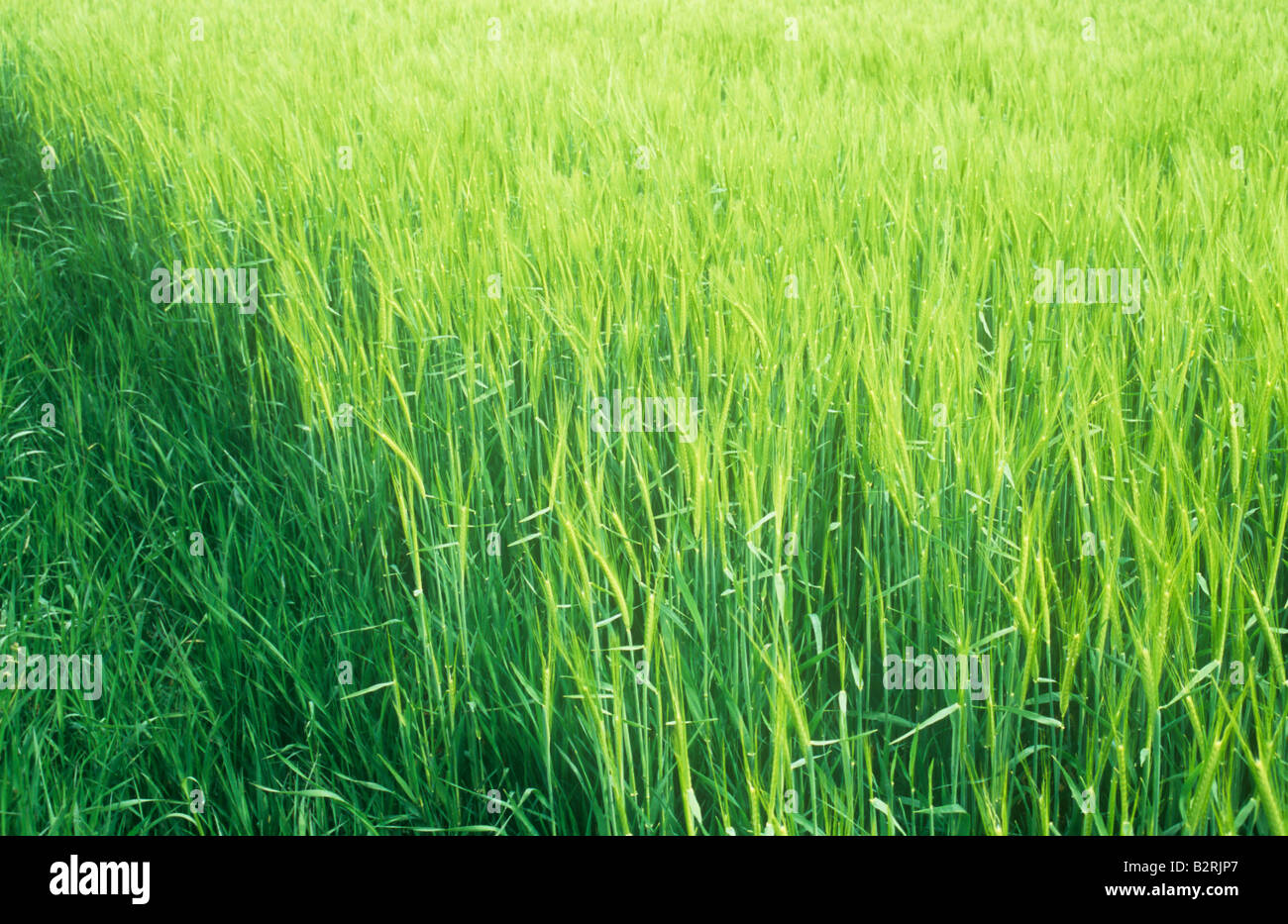 Edge of lime green spring field of Two rowed barley or Hordeum ...