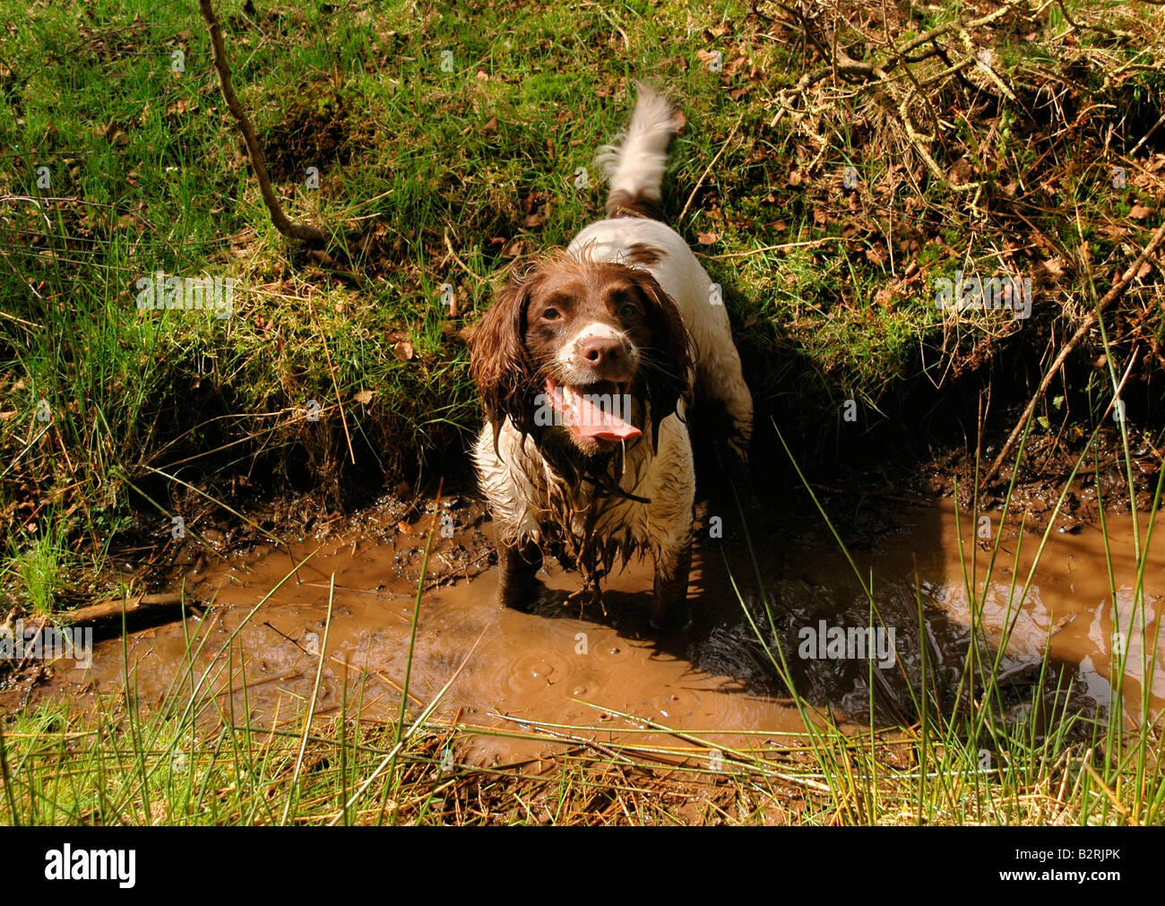 Happy Muddy Dog High Resolution Stock Photography and Images - Alamy