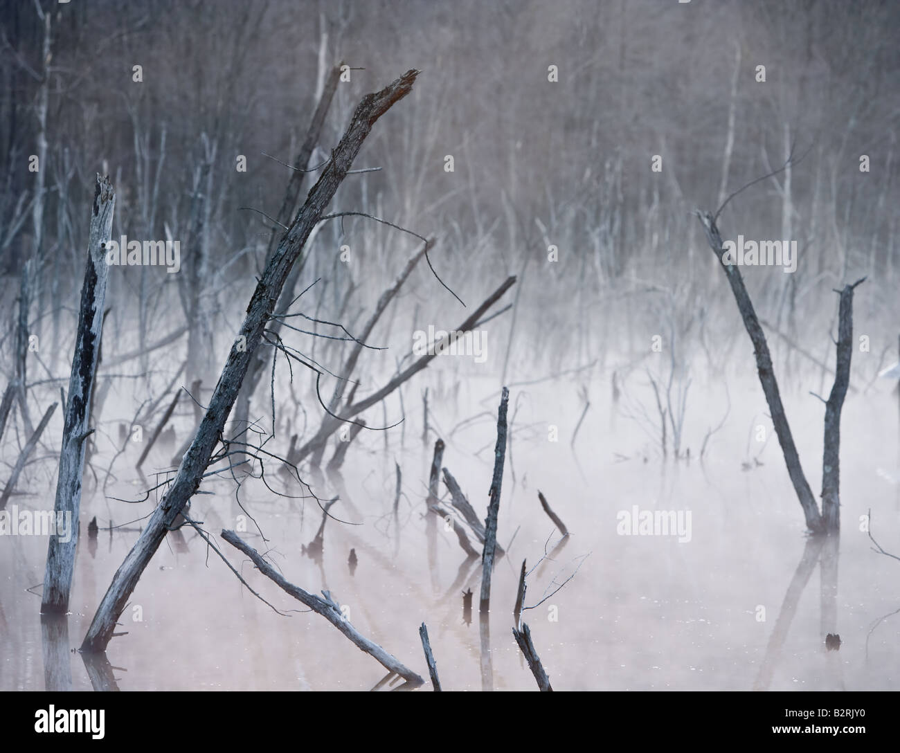 A marshy swamp with dead trees and rising fog at dawn conveys an ...
