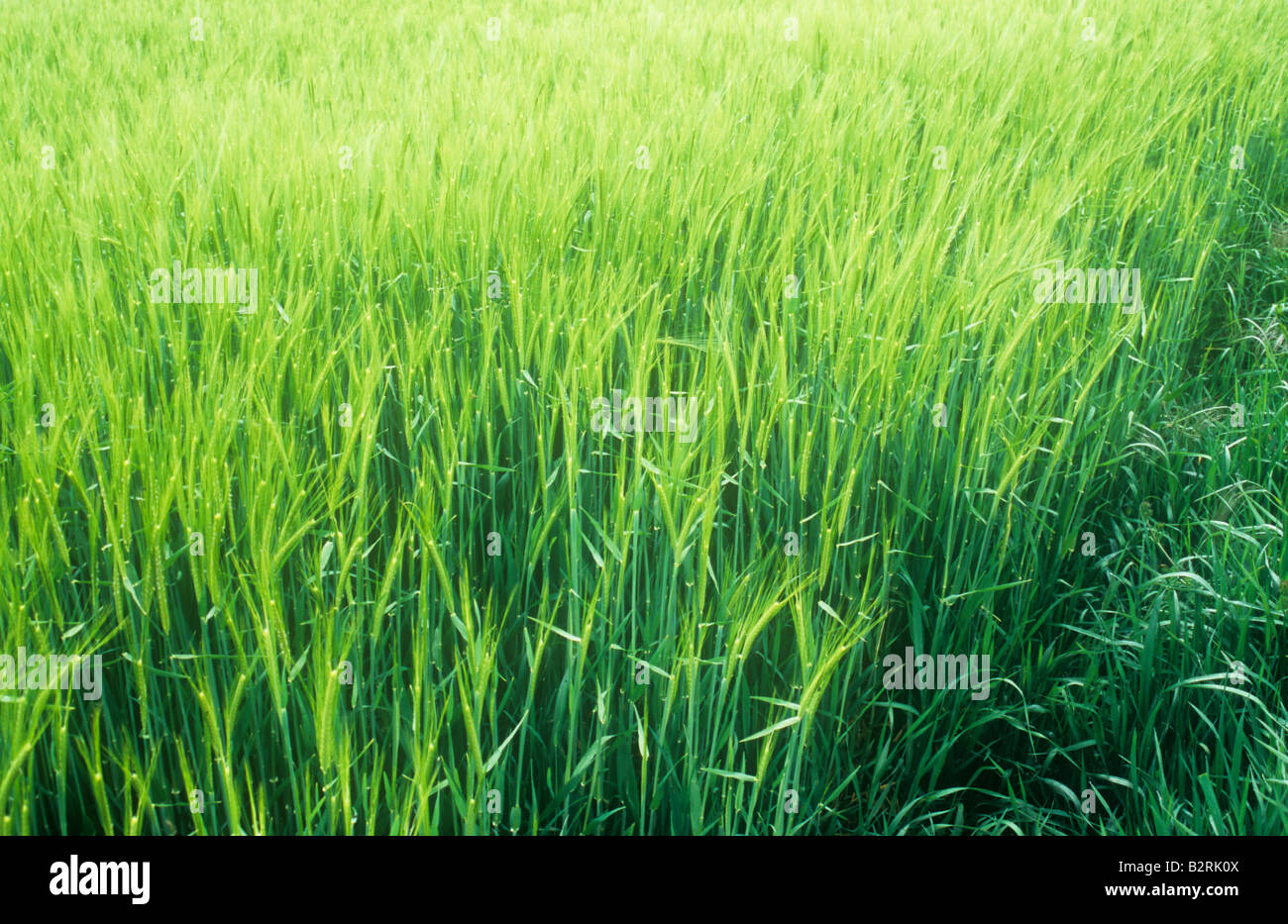 Edge of lime green spring field of Two rowed barley or Hordeum ...