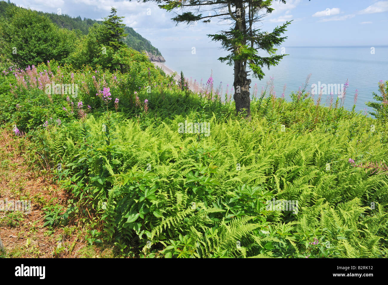 Fundy trail parkway on the Bay of Fundy coast in New Brunswick Canada ...