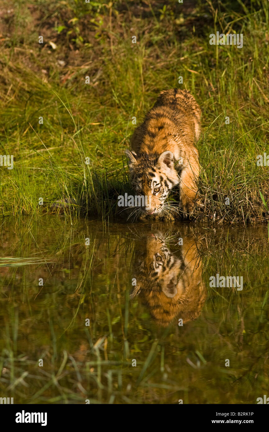 Reflection of cats hi-res stock photography and images - Alamy