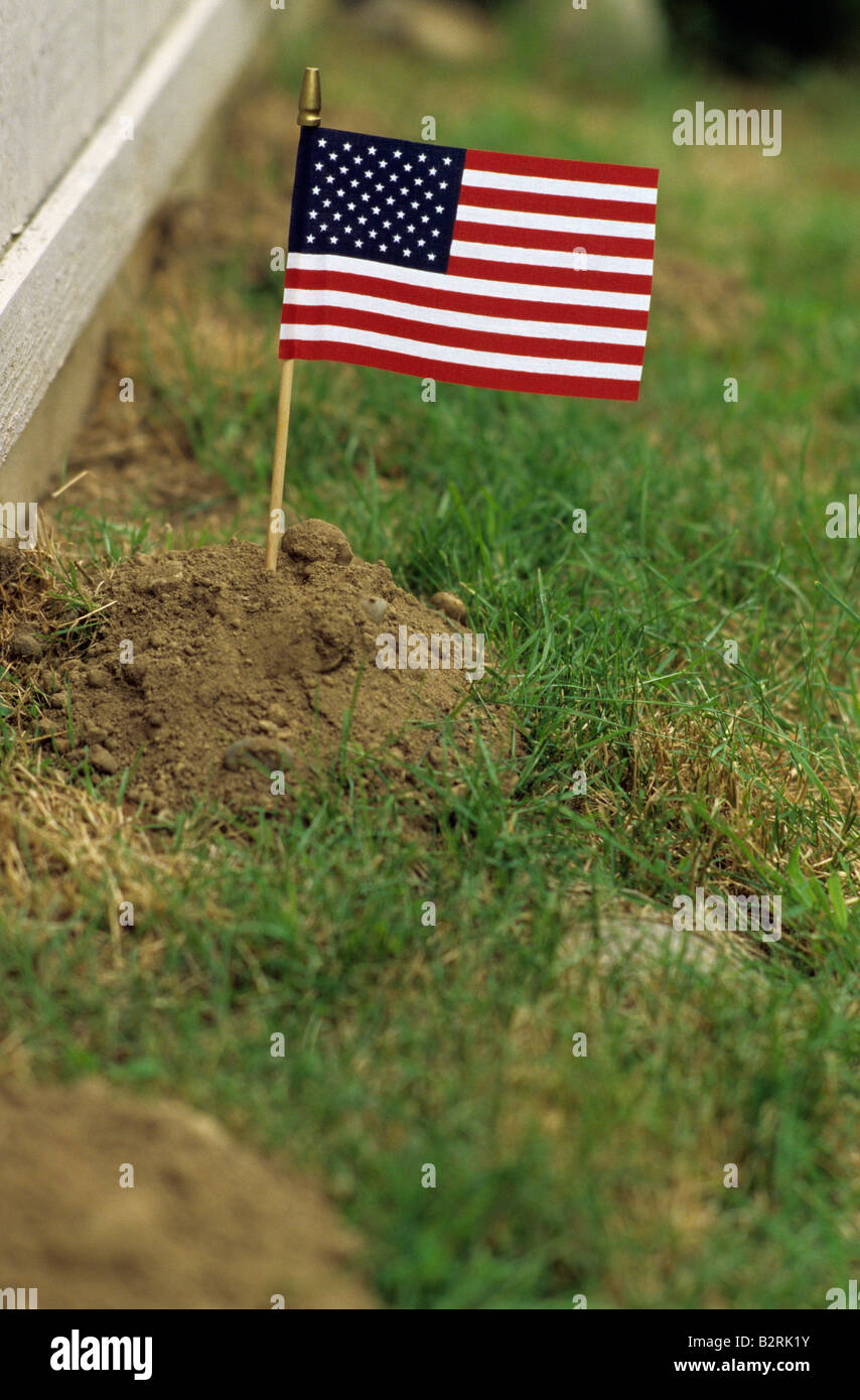 Mole hill in backyard with the mole hill having an American flag ...