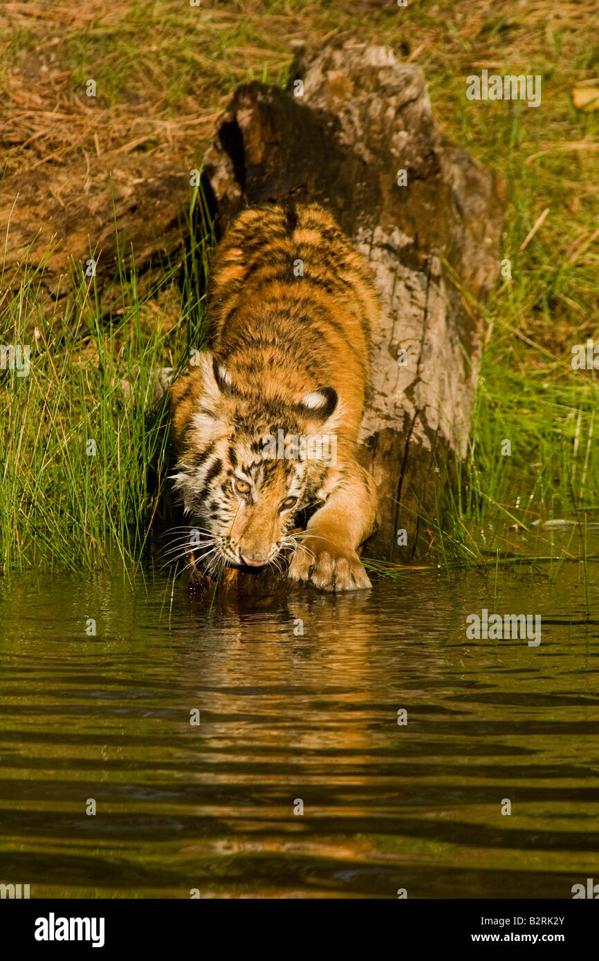 Cub drinking water hi-res stock photography and images - Alamy