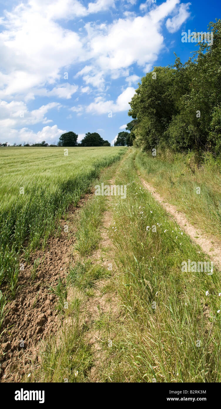 footpath through farmland field of arable crops Stock Photo - Alamy