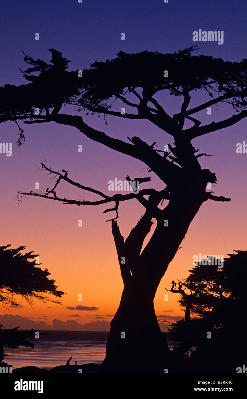 The Witch tree silhouetted at sunset over Pacific ocean along 17 mile ...