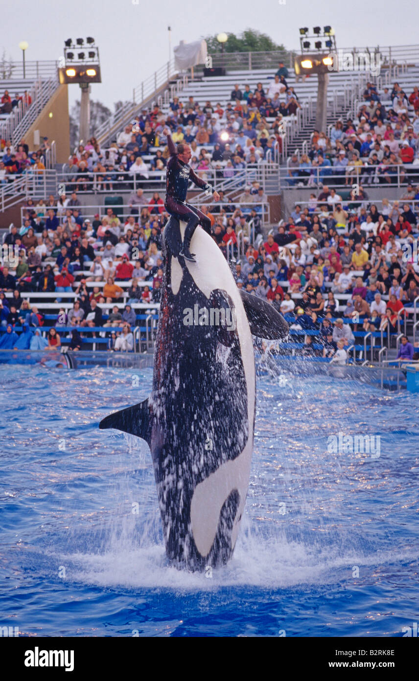 Sea World Aquatic Park Shamu performing with animal trainer with ...