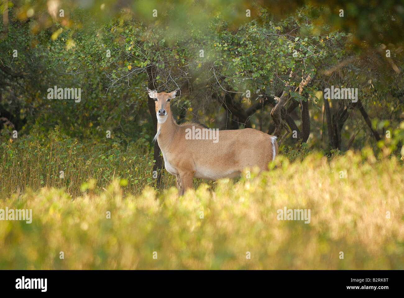 Blue_bull hi-res stock photography and images - Alamy