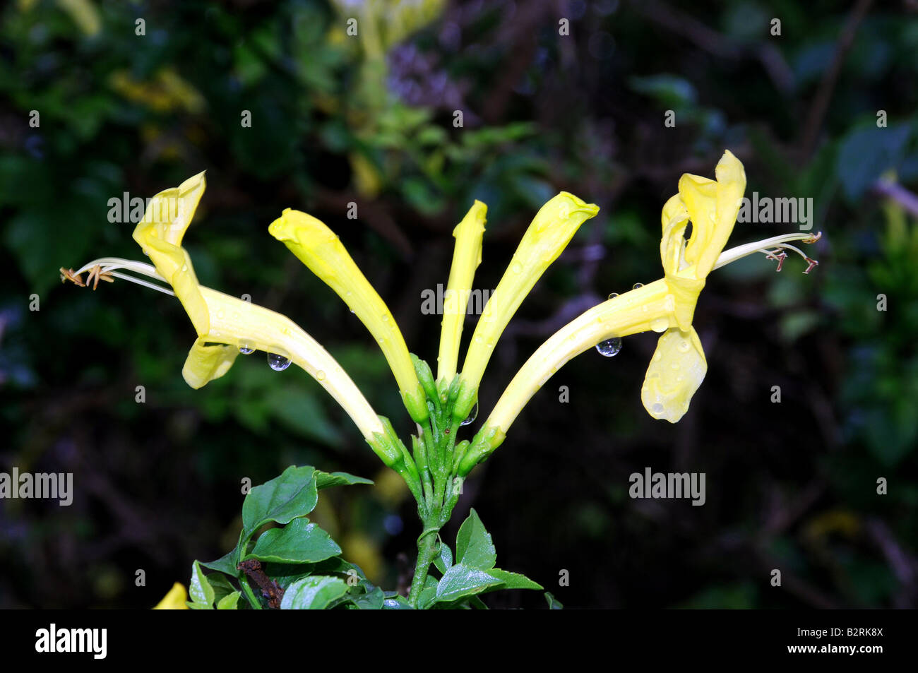 Tecomaria capensis hi-res stock photography and images - Alamy