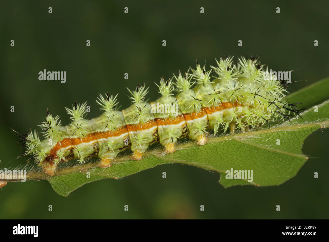 Bull's Eye Moth Larva - Automeris io Stock Photo - Alamy