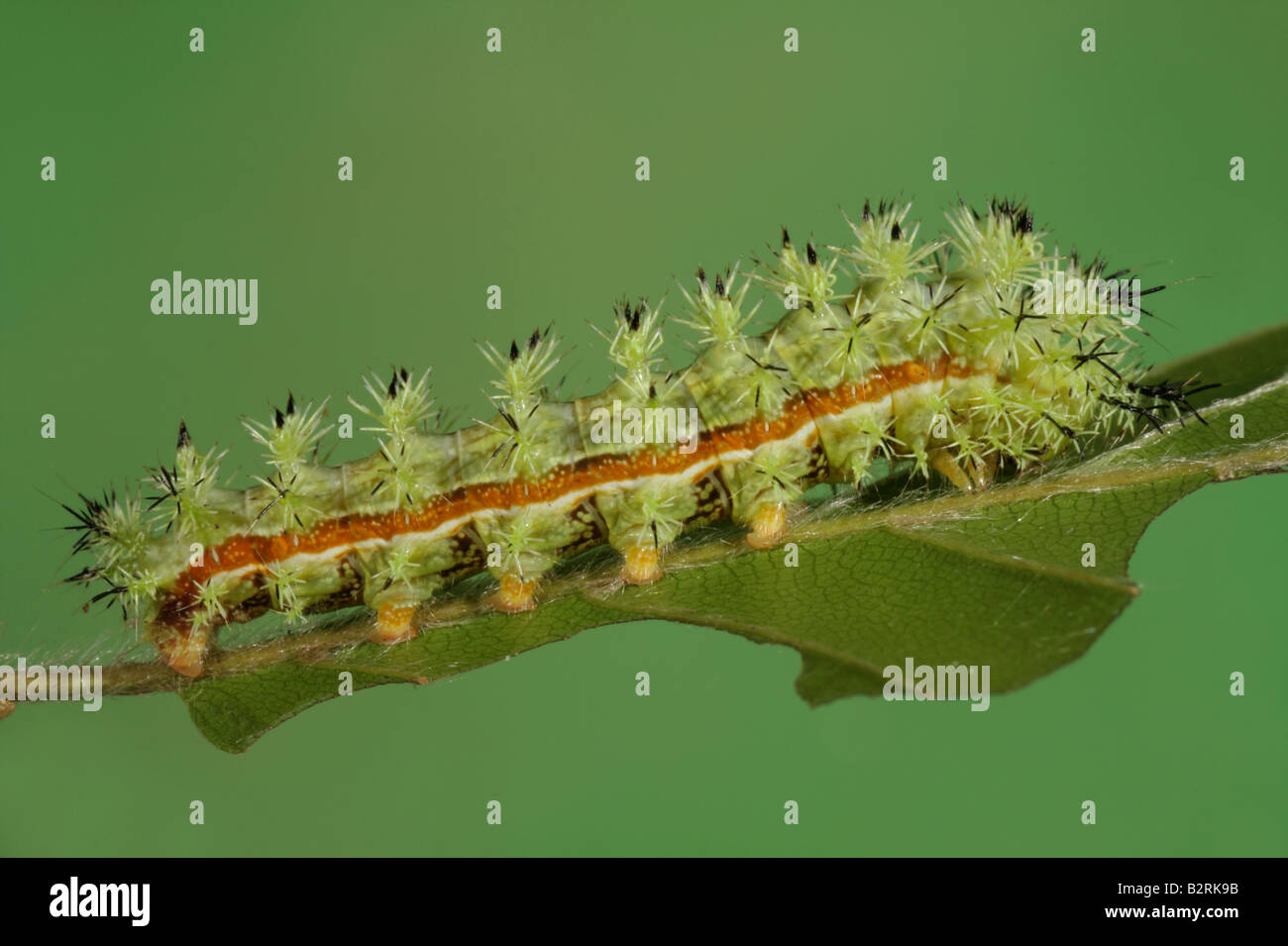 Bullseye moth larva automeris io hi-res stock photography and images ...