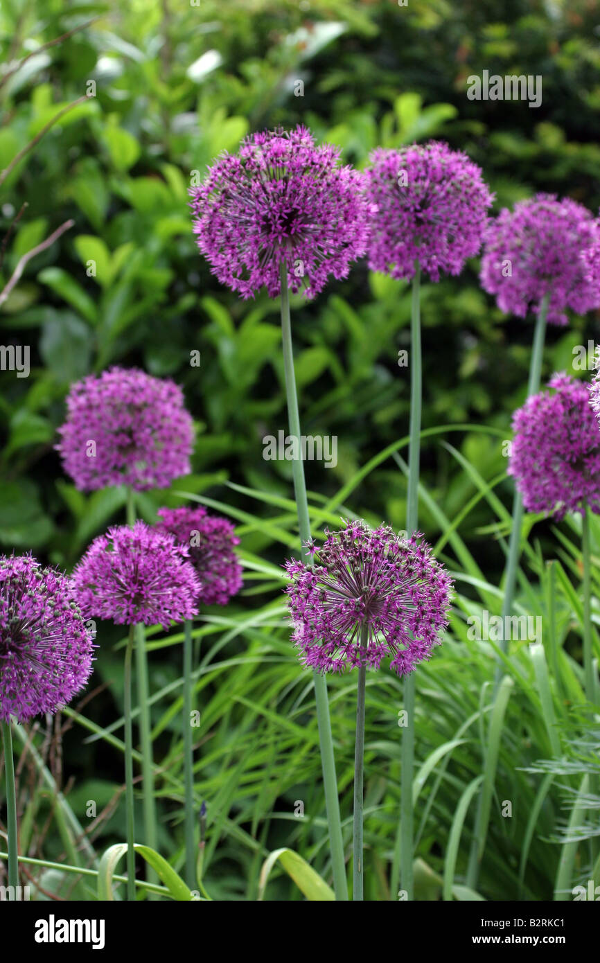 allium in the garden Stock Photo - Alamy