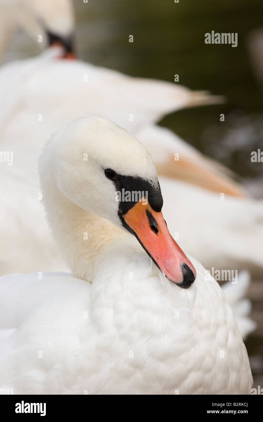 Head portrait mute swan hi-res stock photography and images - Alamy