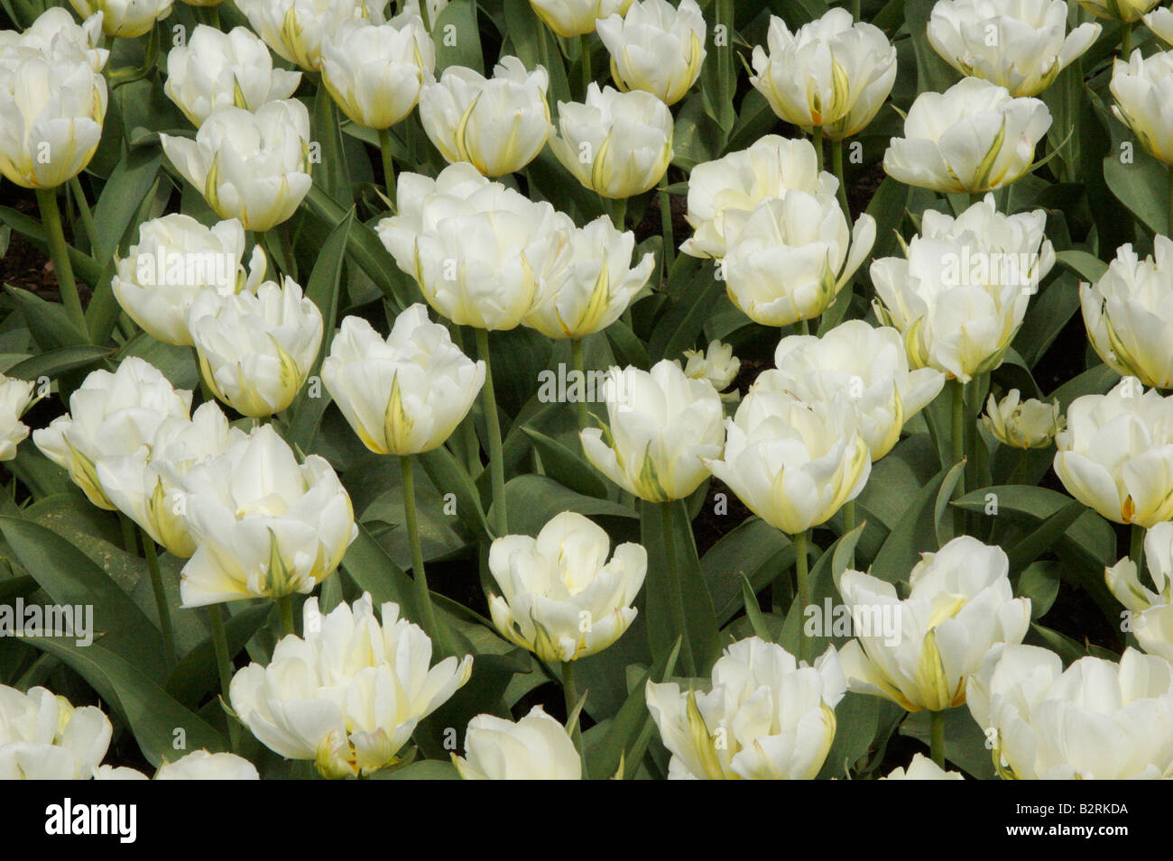 white tulip field Stock Photo - Alamy