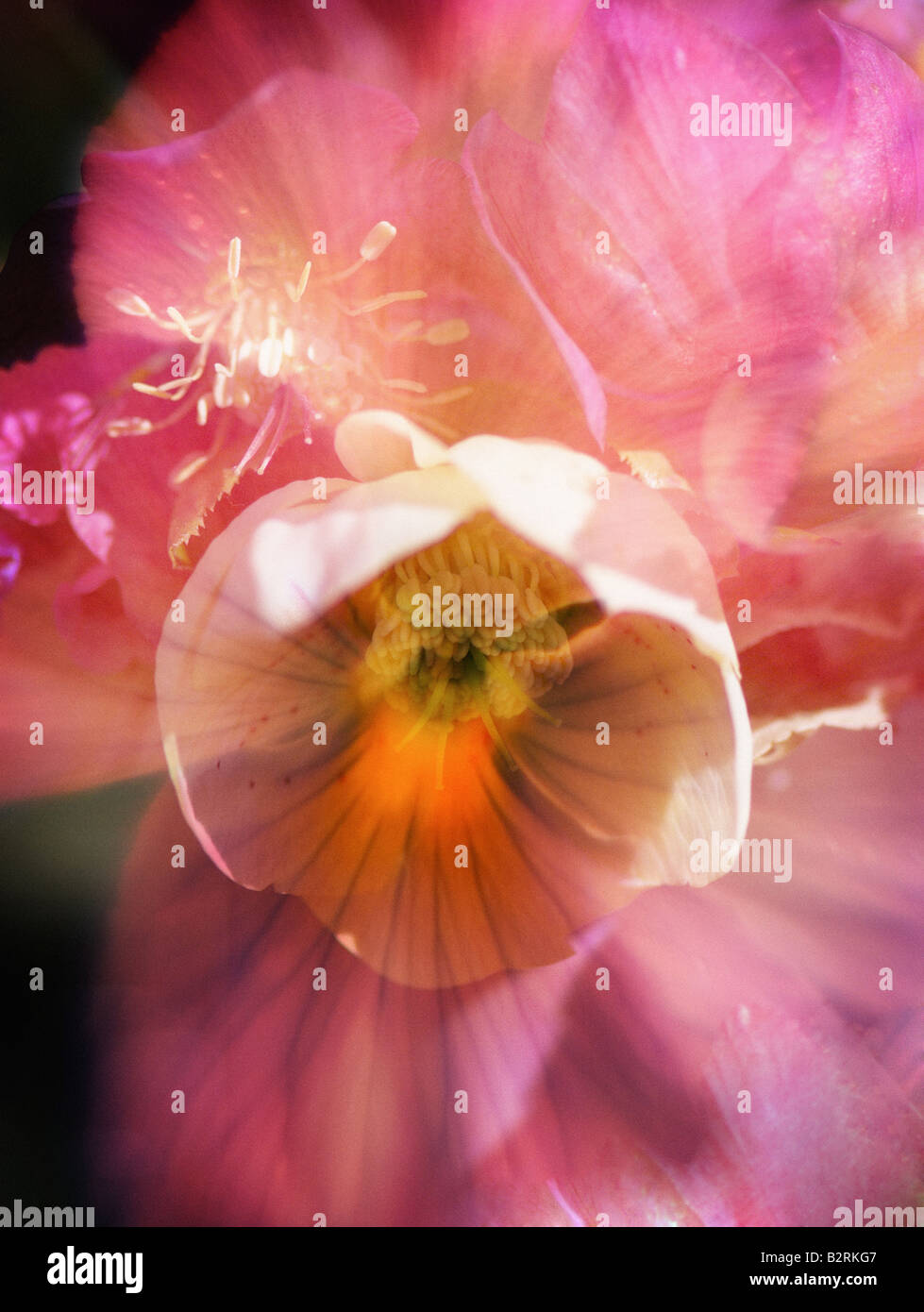 Digital Photo Art A Flower Fusion Stock Photo - Alamy