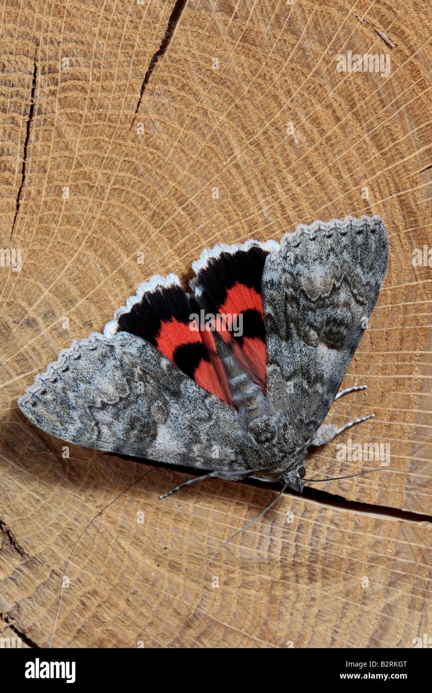 Red underwing moth hi-res stock photography and images - Alamy