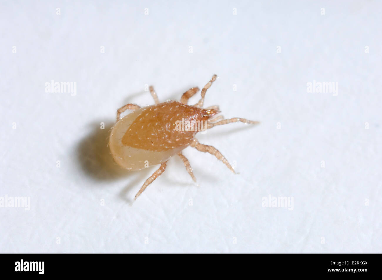Predatory mite Hypoaspis miles Stock Photo - Alamy