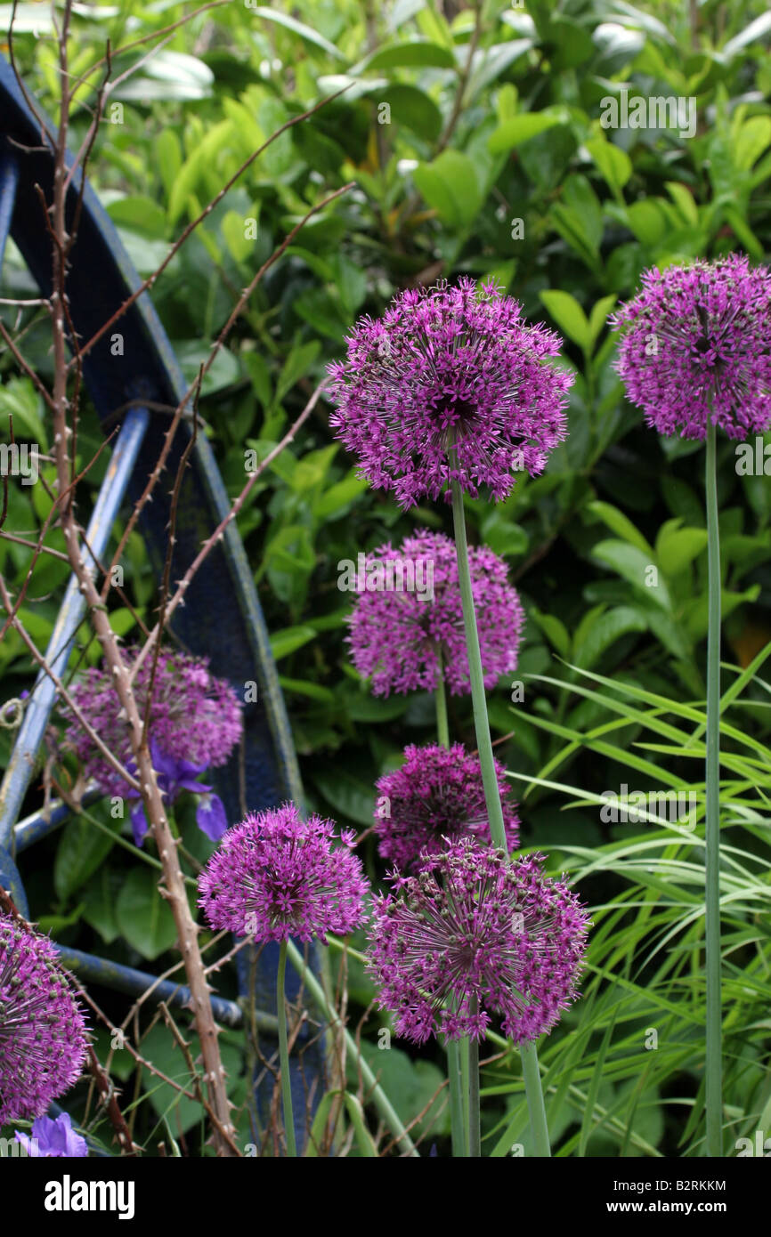 alliums in the garden Stock Photo - Alamy