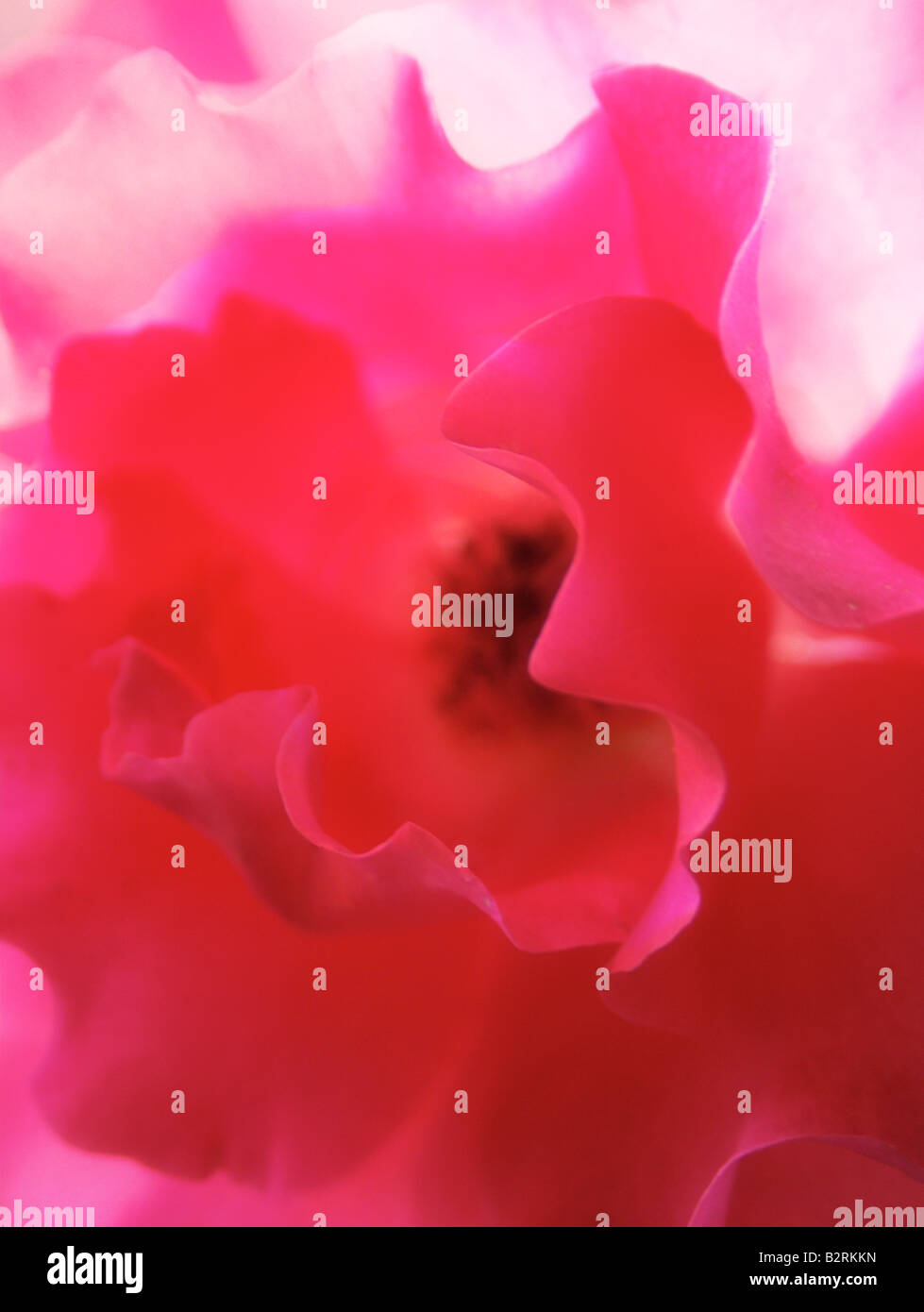 Soft Deep Pink Roses Stock Photo - Alamy