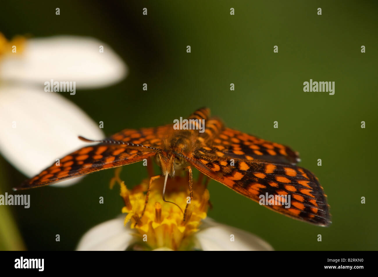 El yunque and puerto rico and butterfly hi-res stock photography and ...
