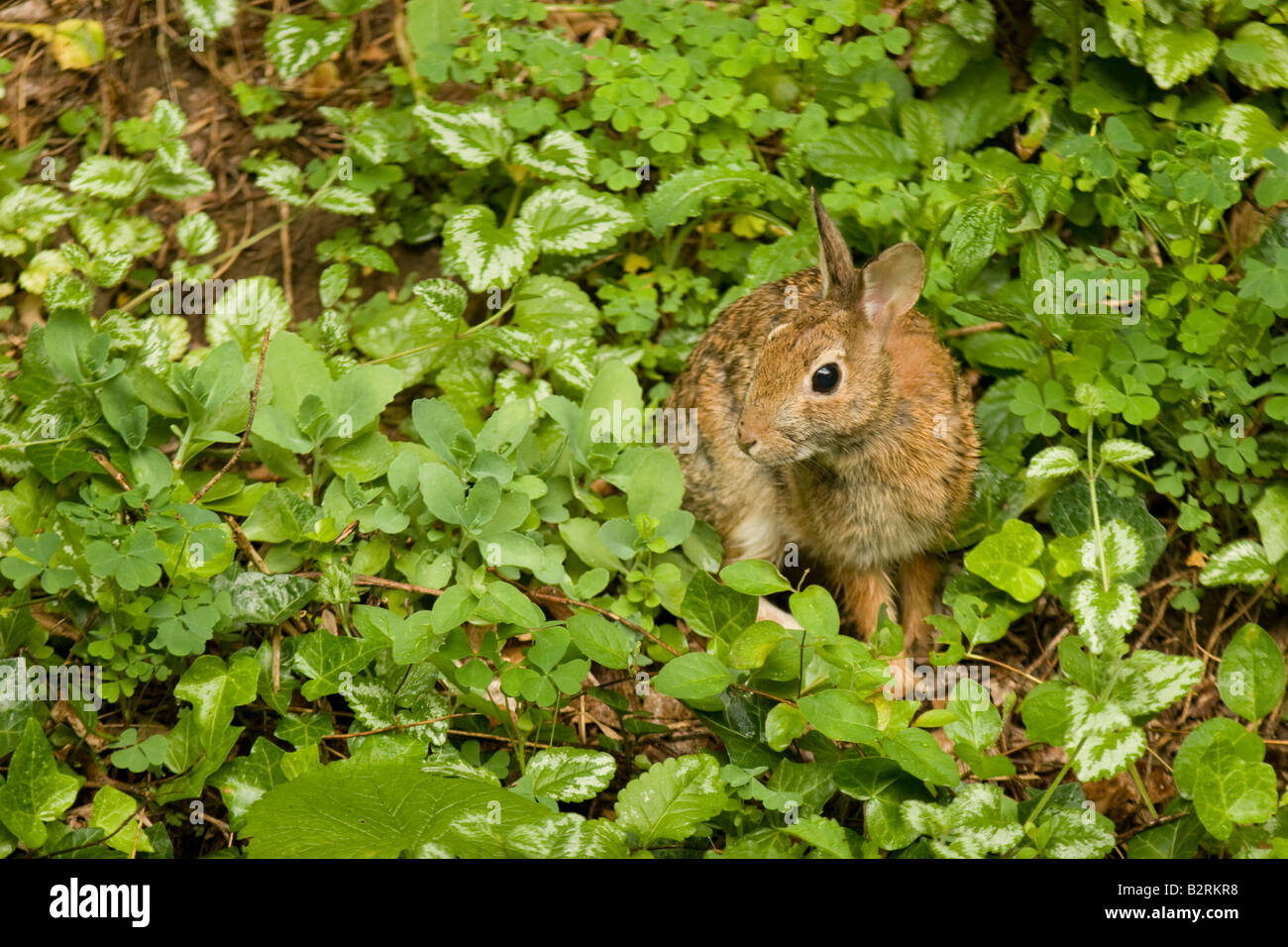 Eastern Cottontail Rabbit (Sylvilagus floridanus) in green foliage ...
