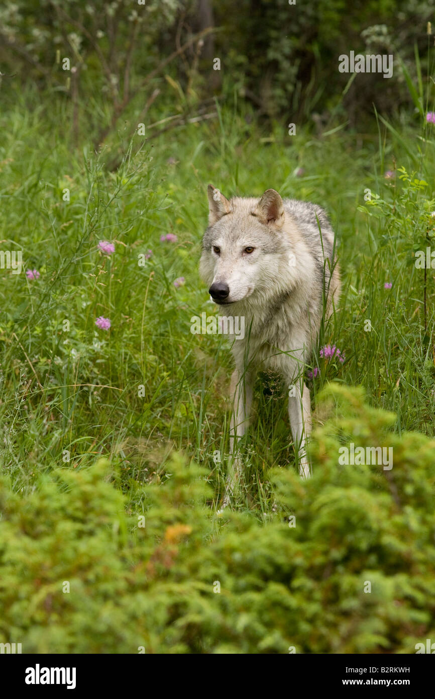 Gray Wolves (Canis lupus) pair Stock Photo - Alamy