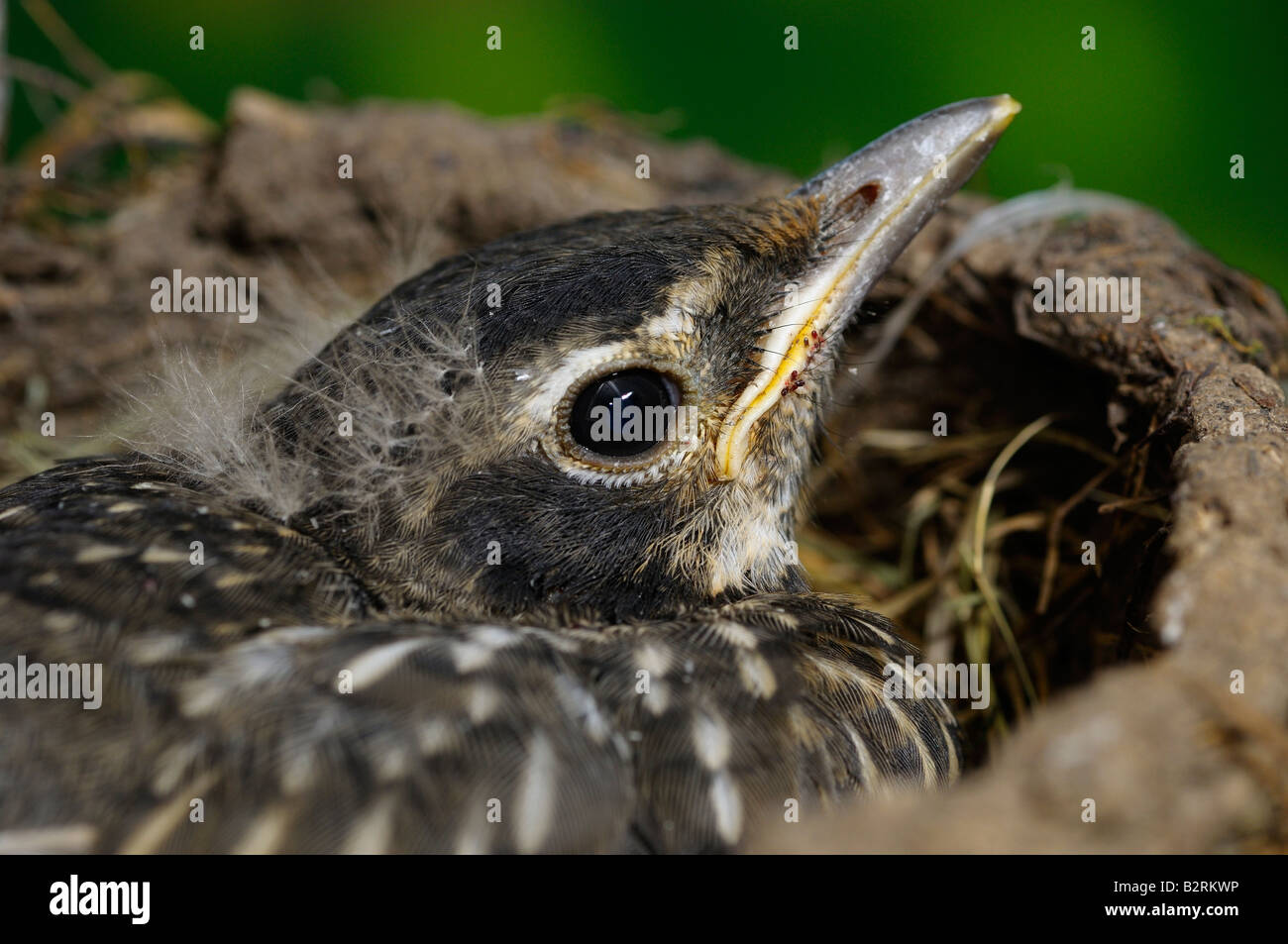Fledgling Robin young bird still in the nest just before the first ...