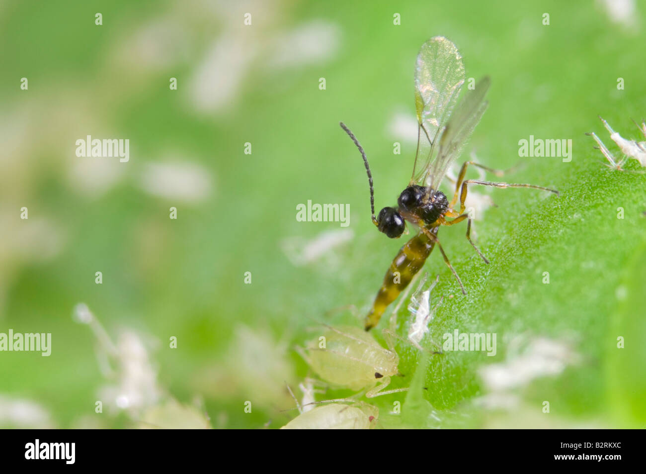 Parasitic wasp Aphidius colemani stinging green peach aphid Stock Photo ...