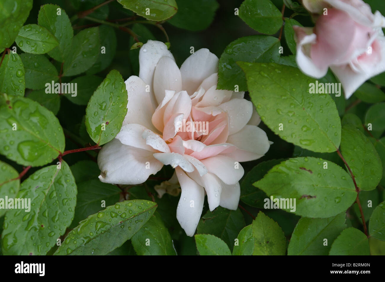 Perle D'or Rose Stock Photo - Alamy
