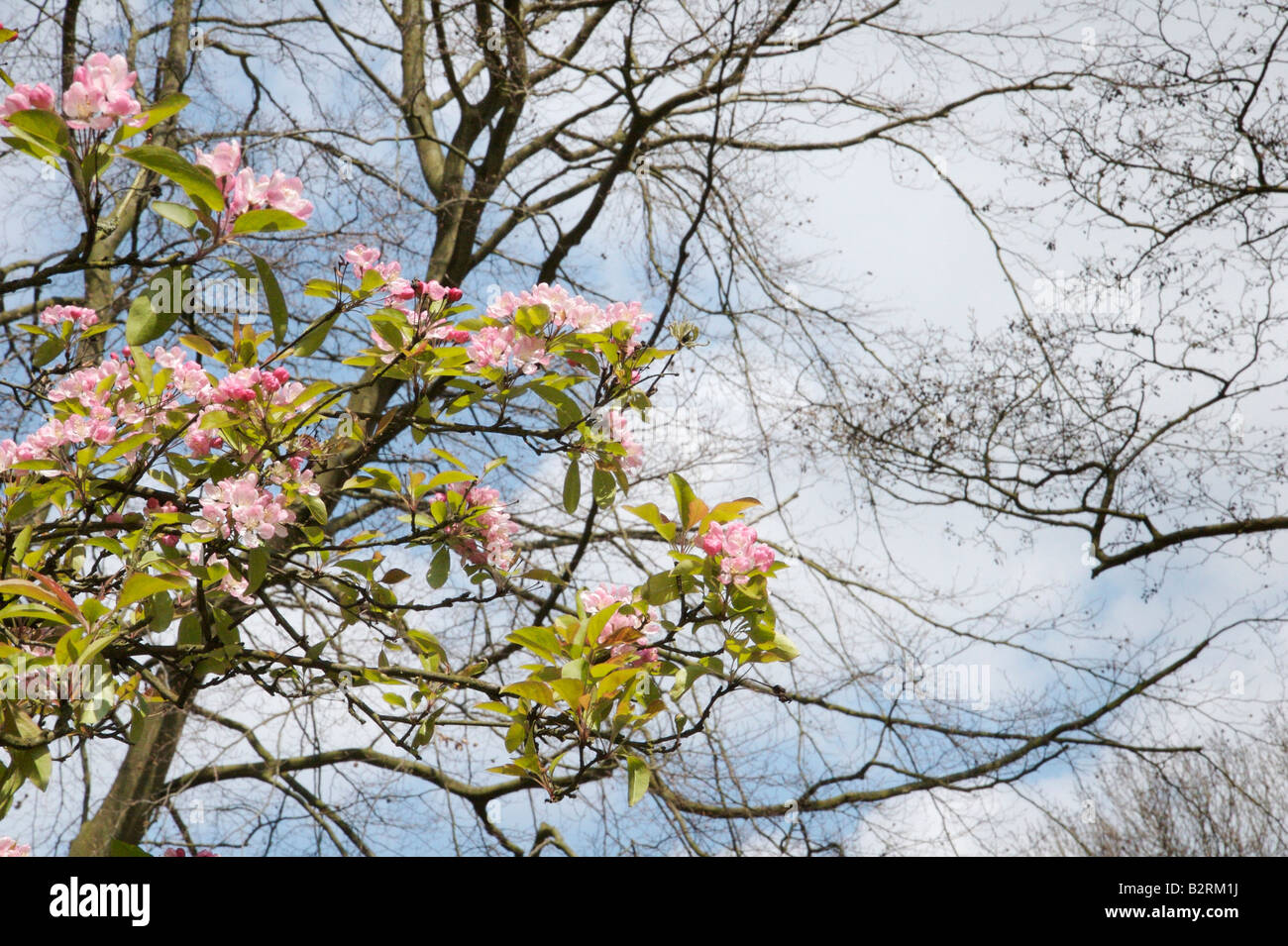 pink flowering fruit tree Stock Photo - Alamy
