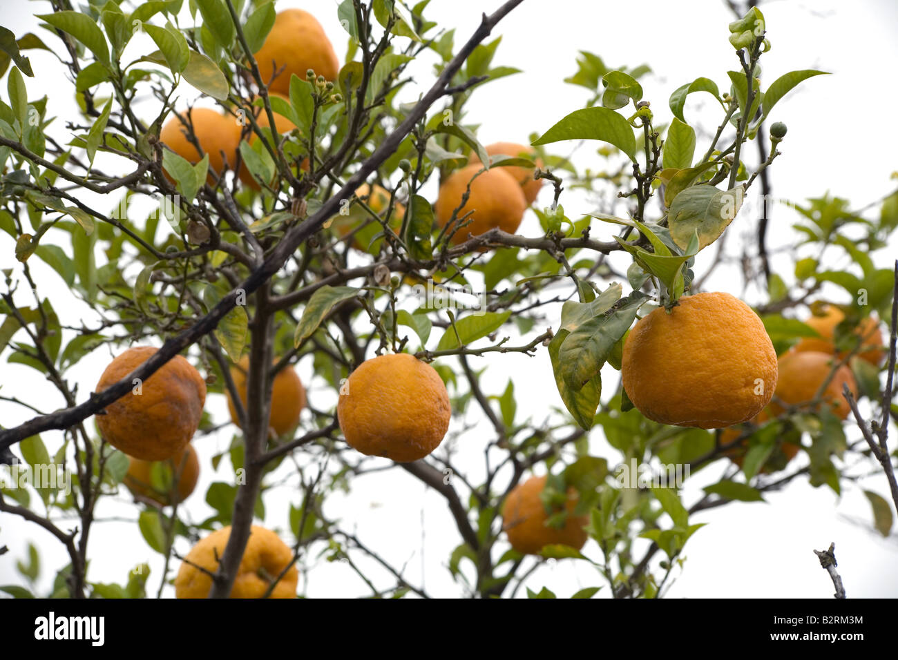 Tree leaves fruit fruity hi-res stock photography and images - Alamy