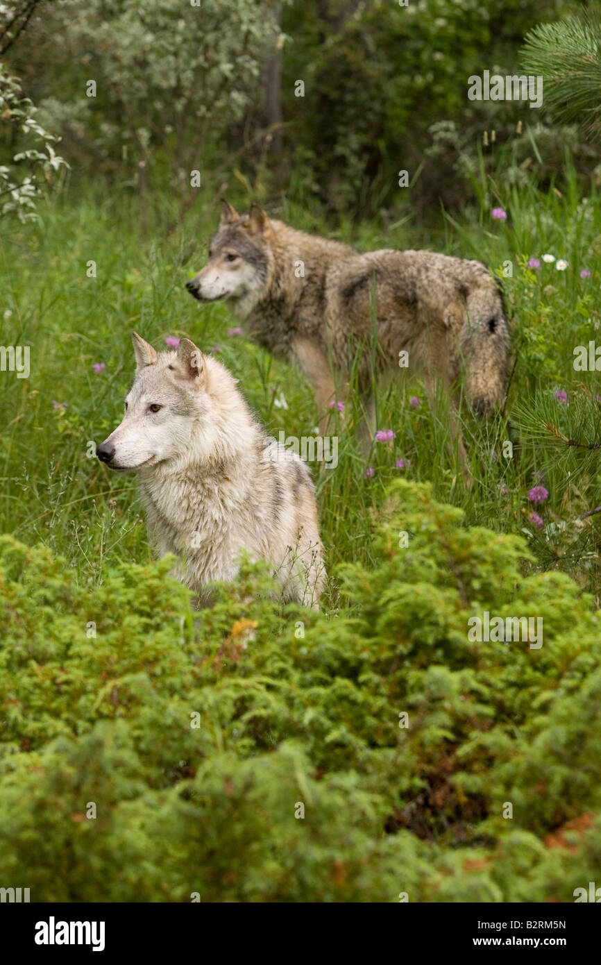 The wolves hi-res stock photography and images - Alamy