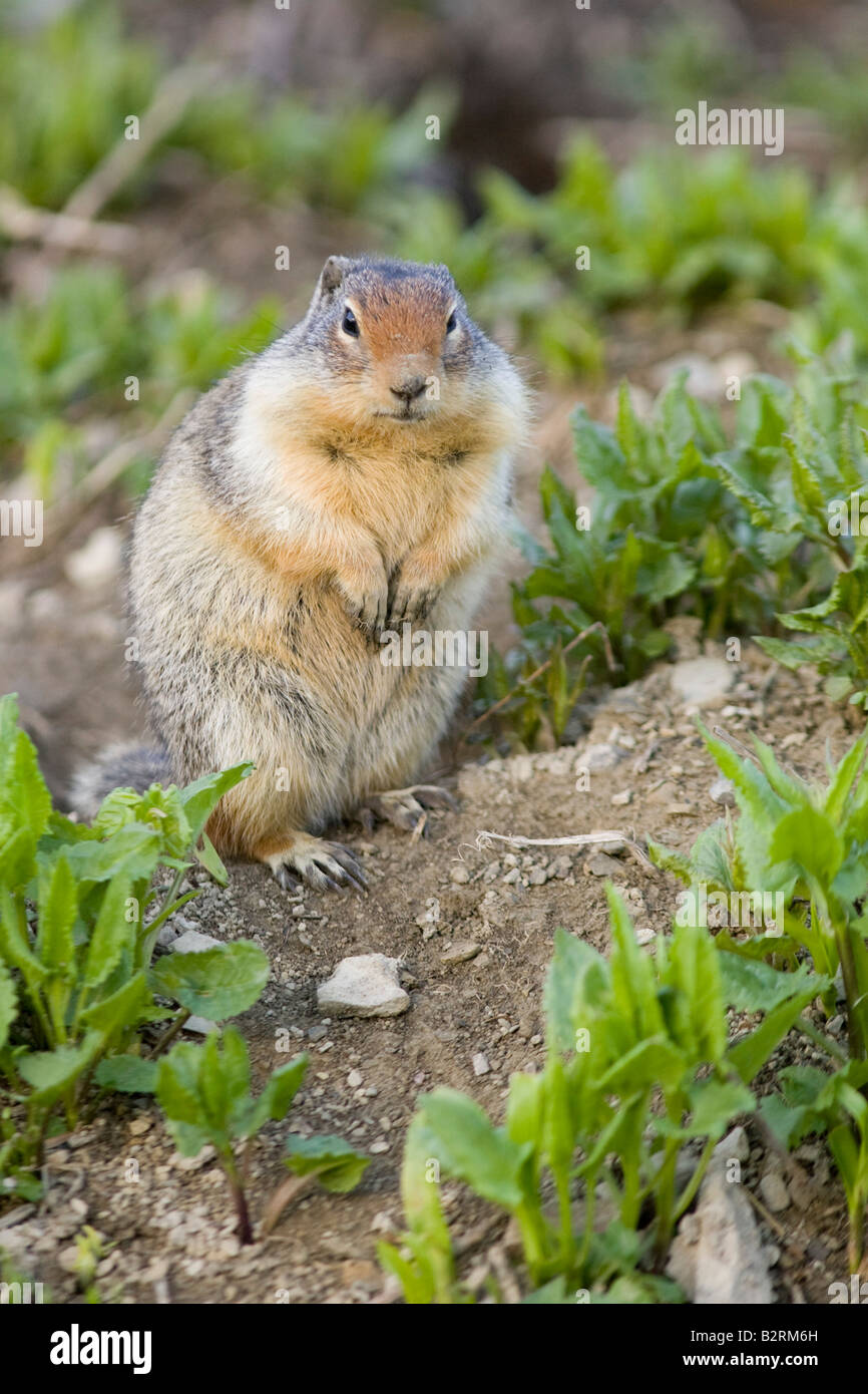 Columbian Ground Squirrel (Citellus columbianus Stock Photo - Alamy