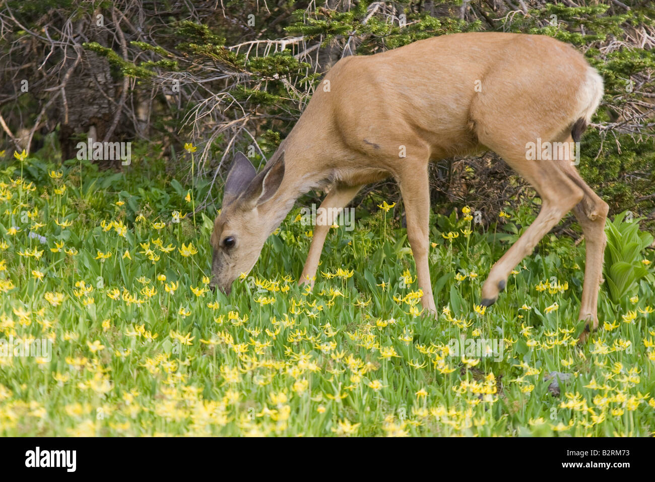 Will Deer Eat Wildflowers
