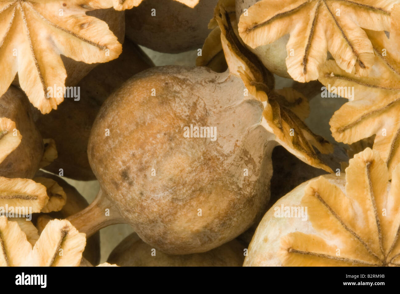 Dried Poppy Seed Heads Stock Photo - Alamy