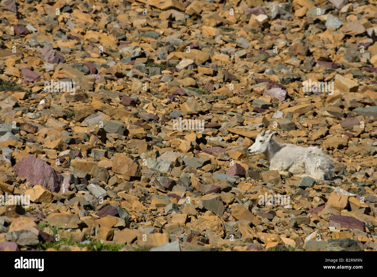 Talus species hi-res stock photography and images - Alamy