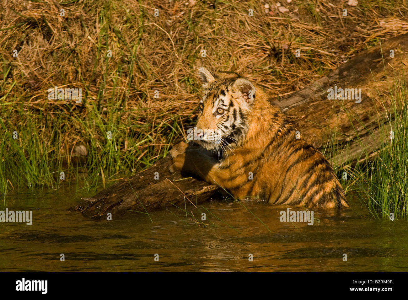 Tiger Cub in water Stock Photo - Alamy