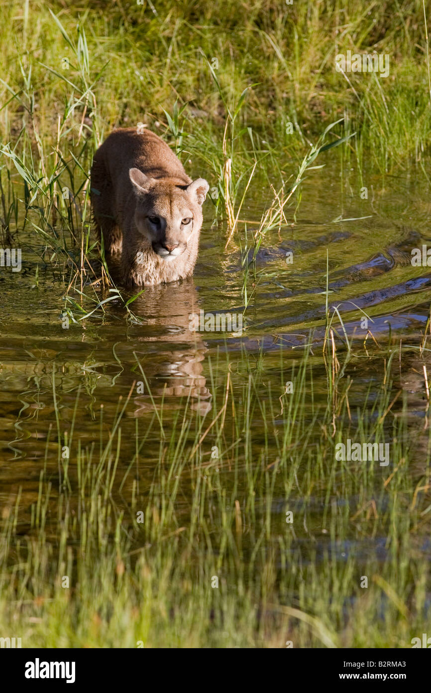 Mountain Lion (Felis concolor) crossing a pond Stock Photo - Alamy