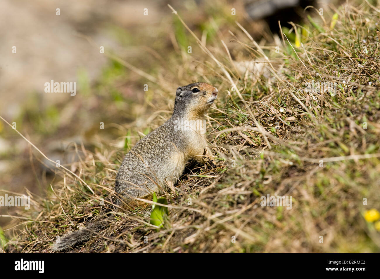 Columbian Ground Squirrel (Citellus columbianus Stock Photo - Alamy