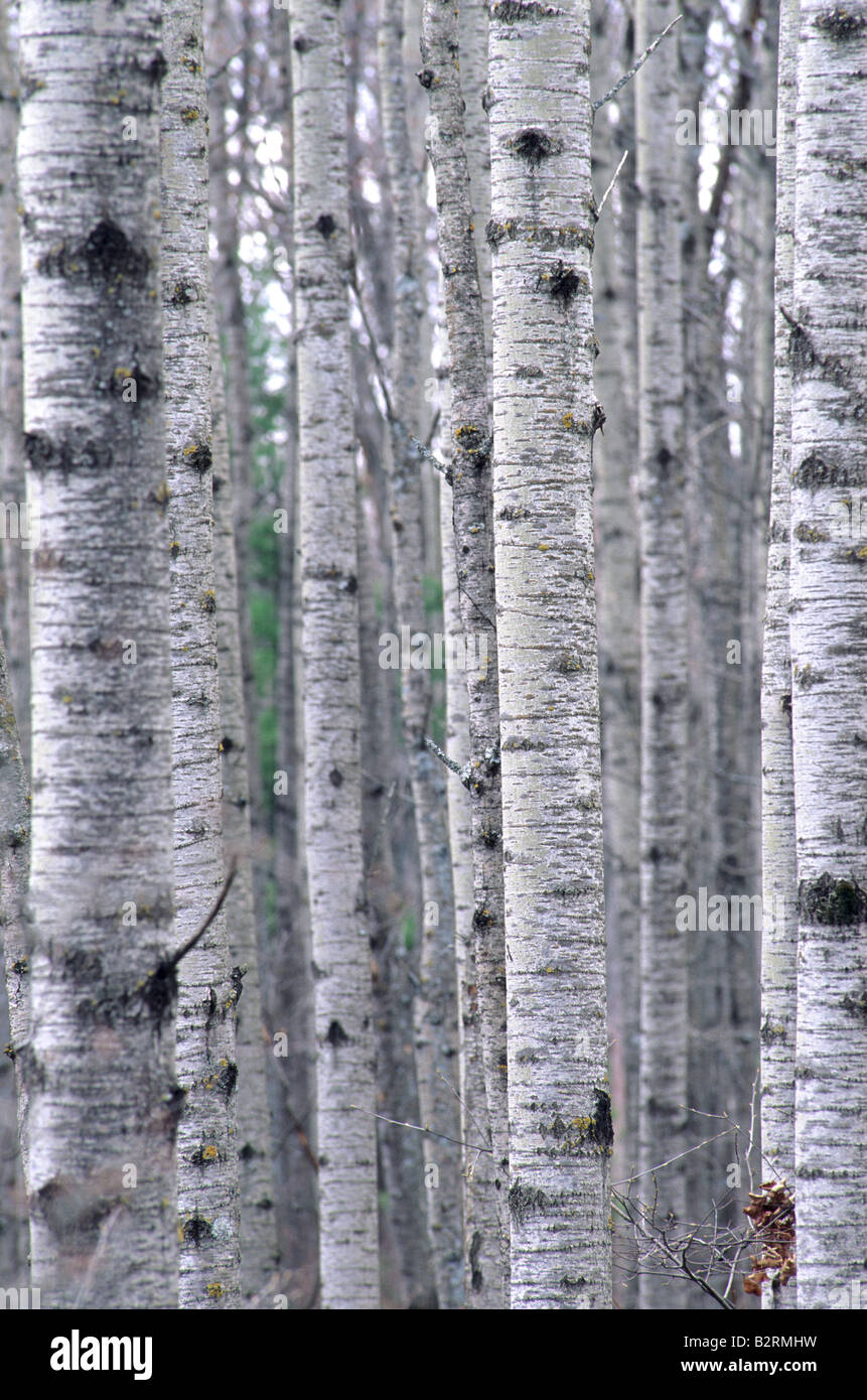 Linear stems hi-res stock photography and images - Alamy