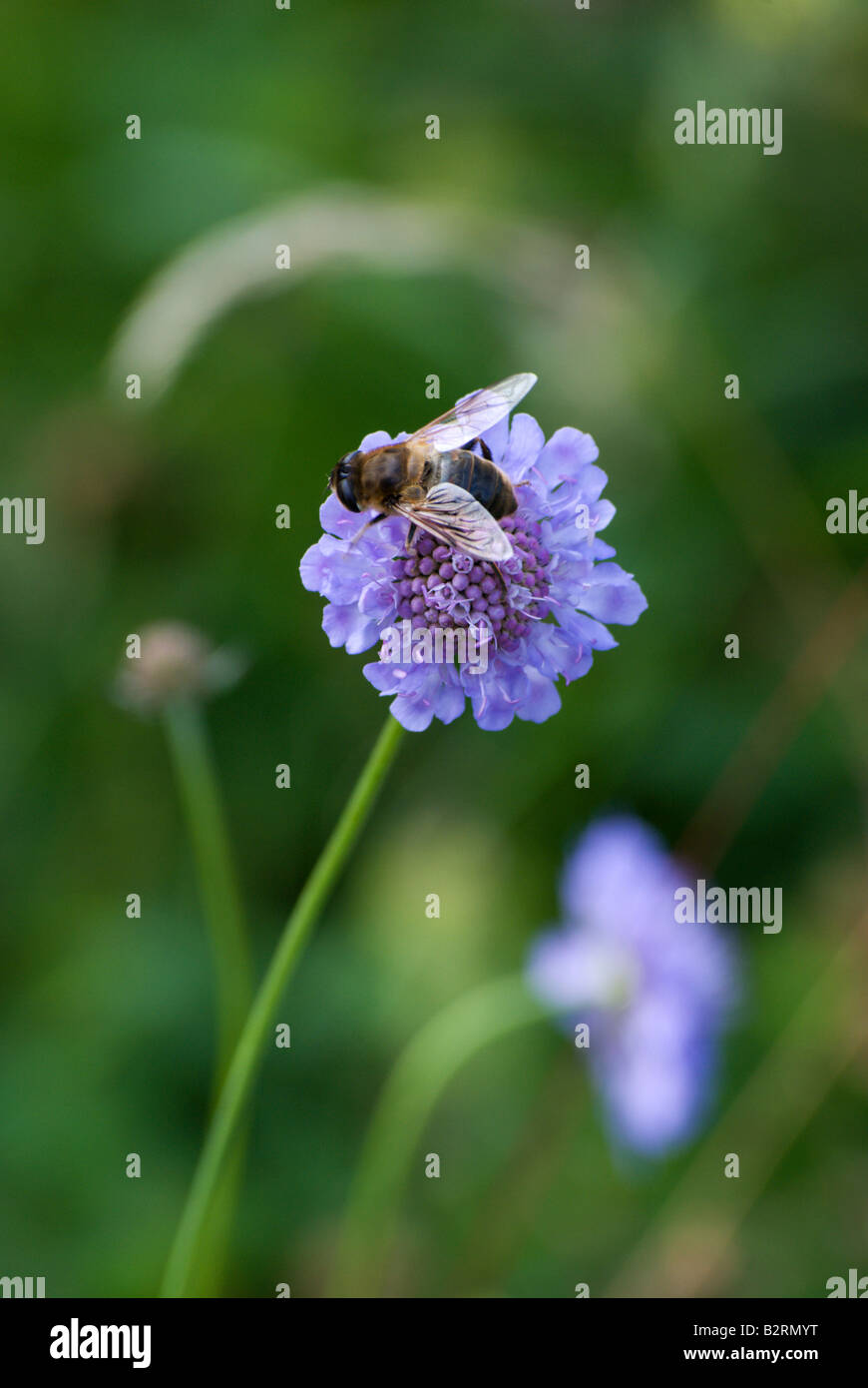Alpine wildflower, Dipsacaceae Knautia arvensis growing in a field in ...