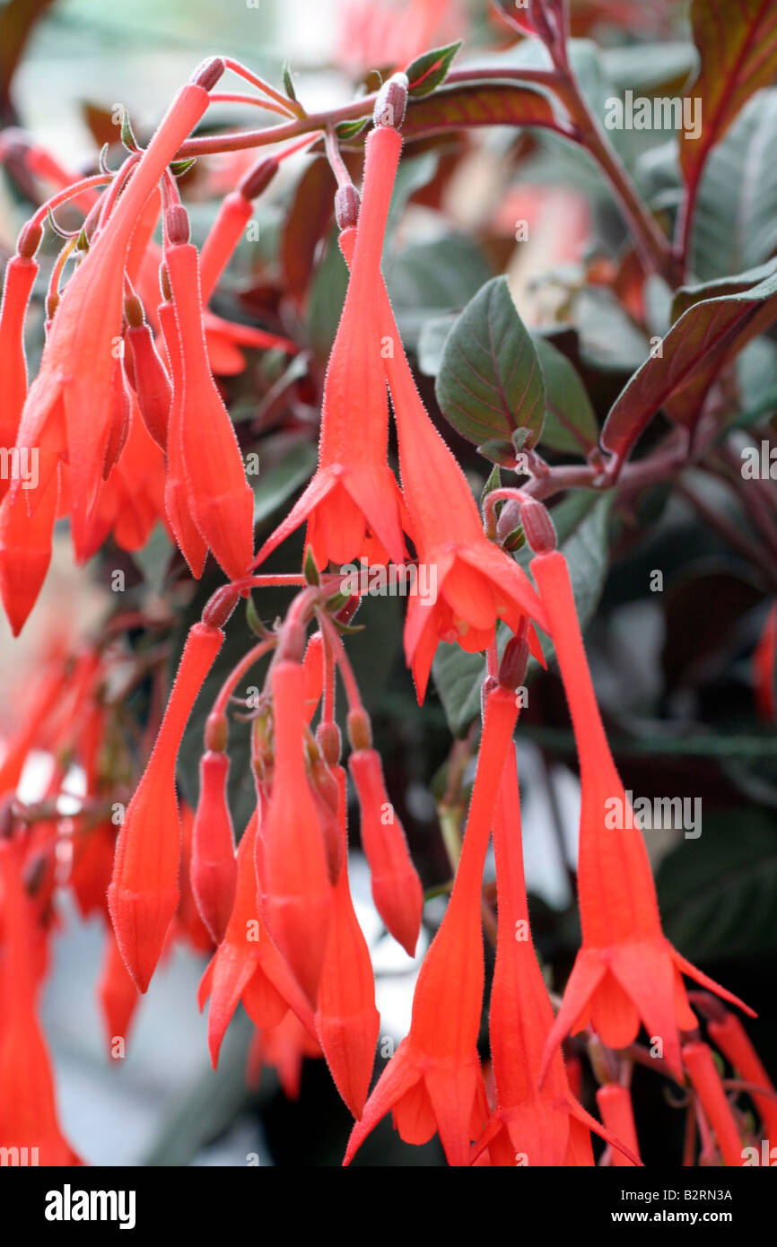 FUCHSIA TRIPHYLLA CHRISTMAS GEM Stock Photo - Alamy