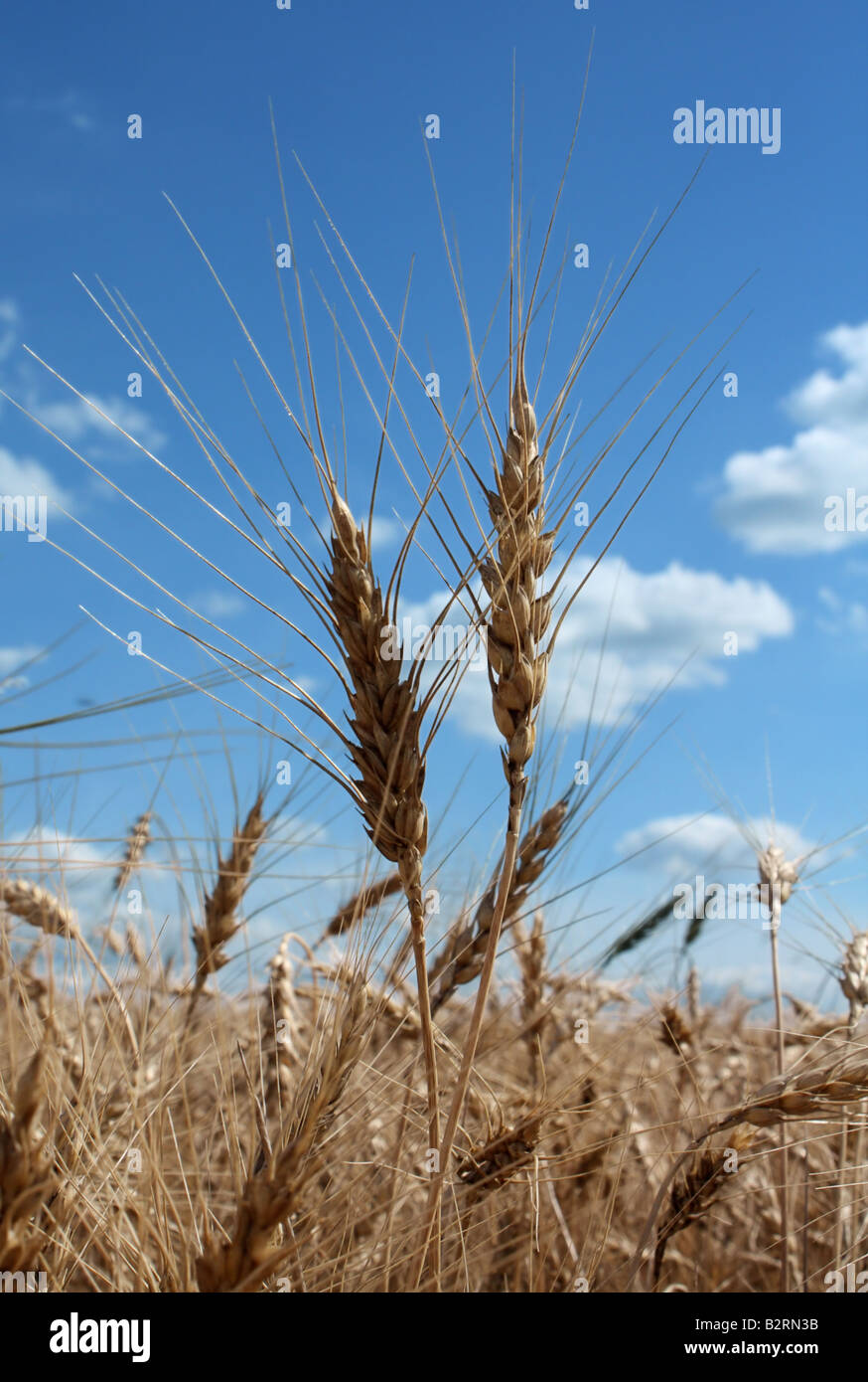 Field of barley Stock Photo - Alamy