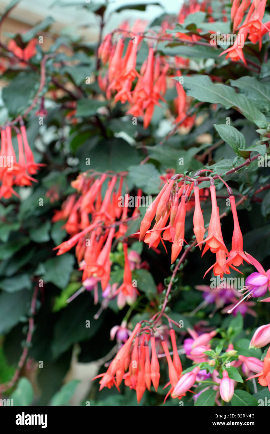 Fuchsia triphylla hi-res stock photography and images - Alamy
