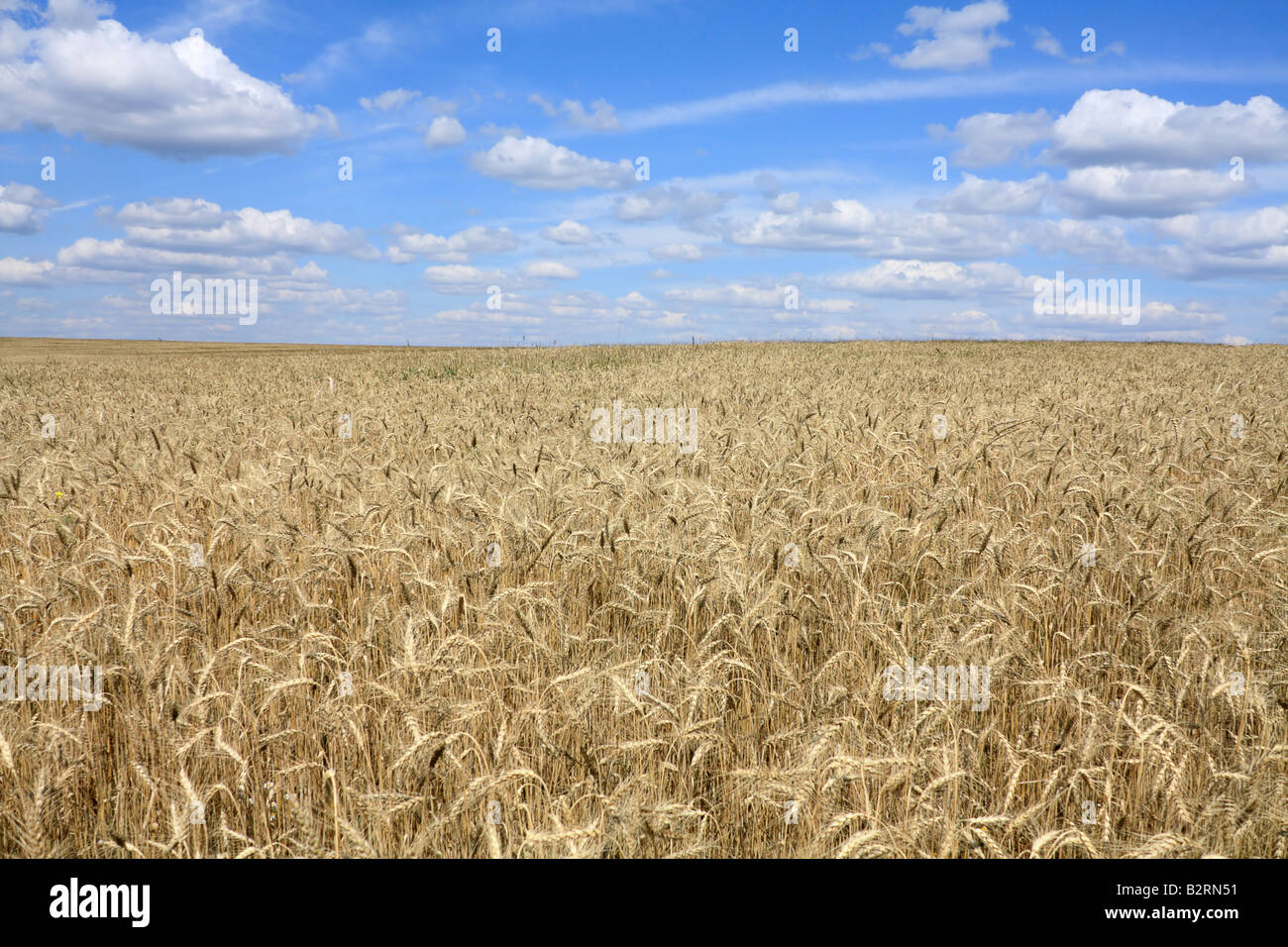 Field of barley - landscape Stock Photo - Alamy