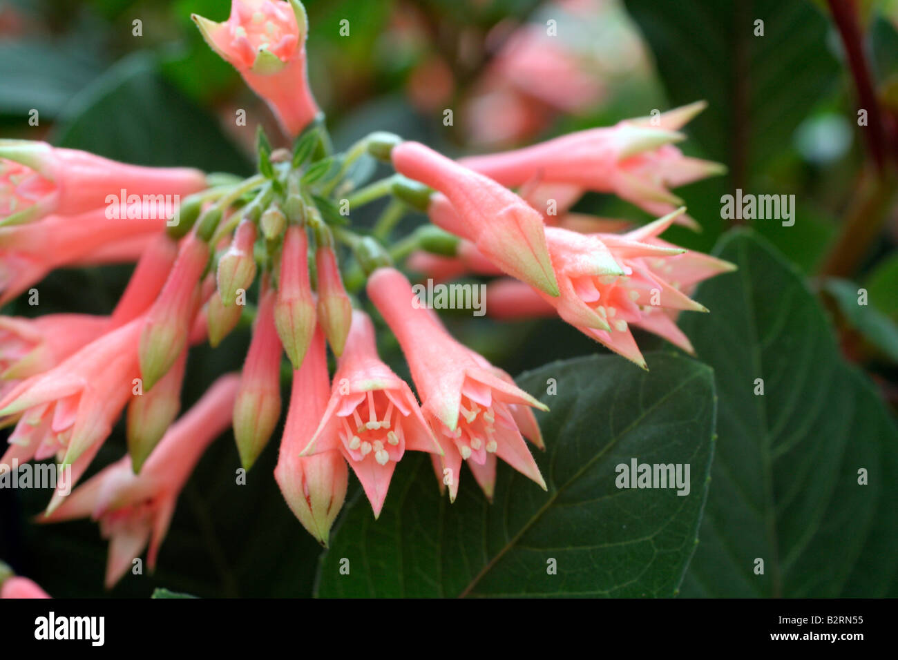 Fuchsia Triphylla Stock Photos & Fuchsia Triphylla Stock Images - Alamy