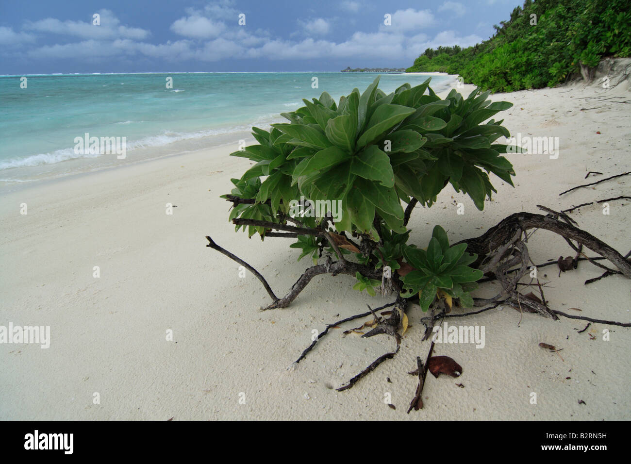 Sand beach, Maldives Stock Photo - Alamy