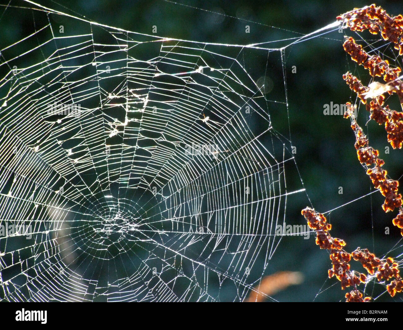 one spider cobweb in field in countryside Stock Photo - Alamy