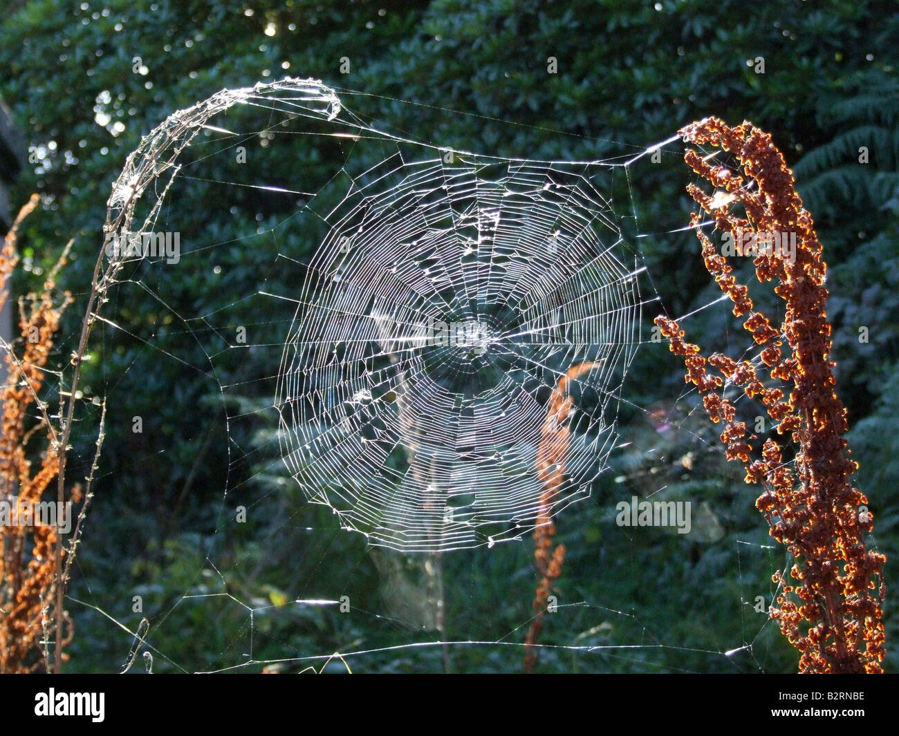 one spider cobweb in field in countryside Stock Photo - Alamy