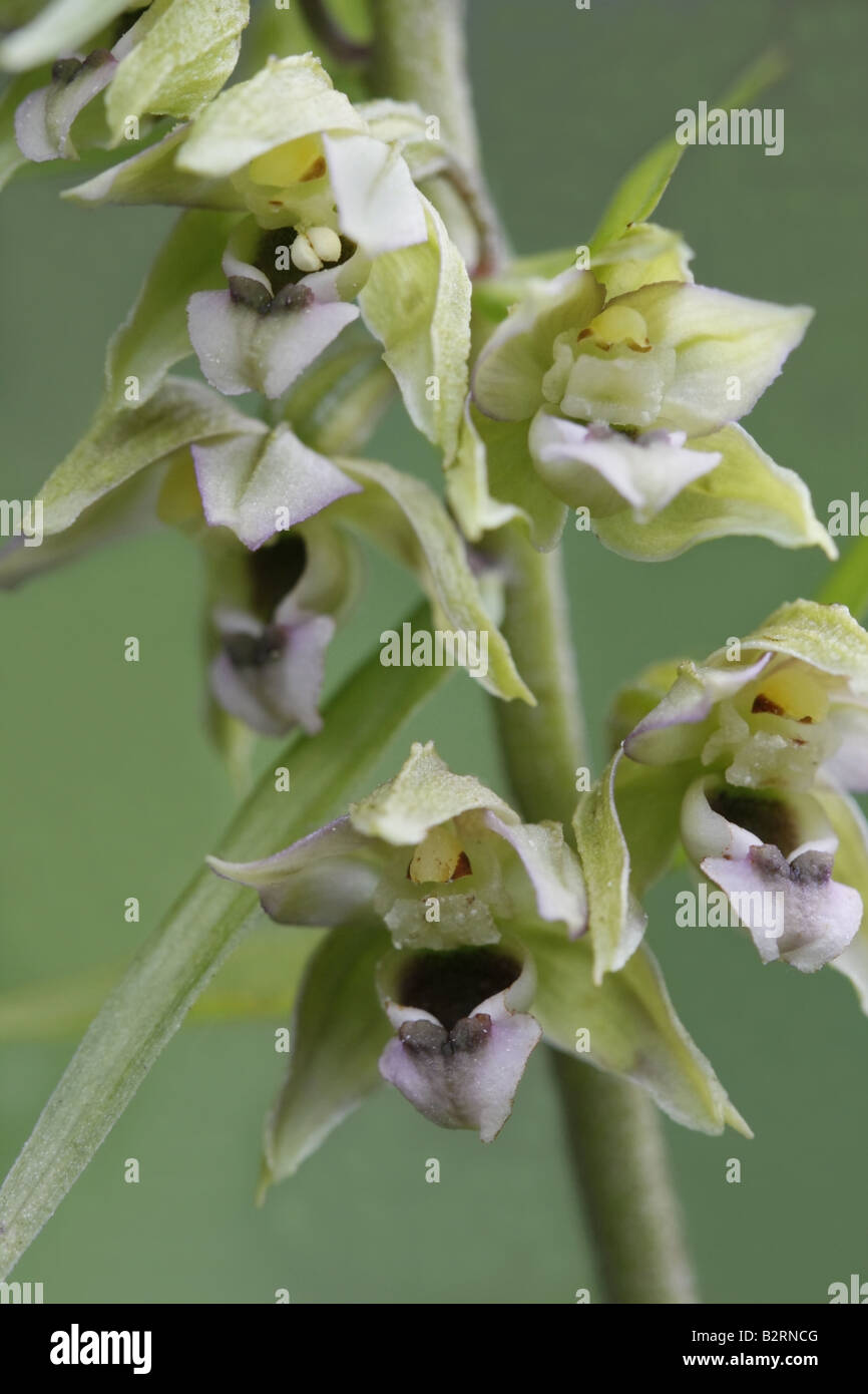 Close-up of single flower spike of a broad-leaved helleborine Stock ...